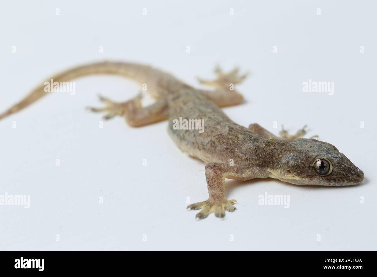 Asian House lizard (hemidactylus) or common gecko isolated on white ...