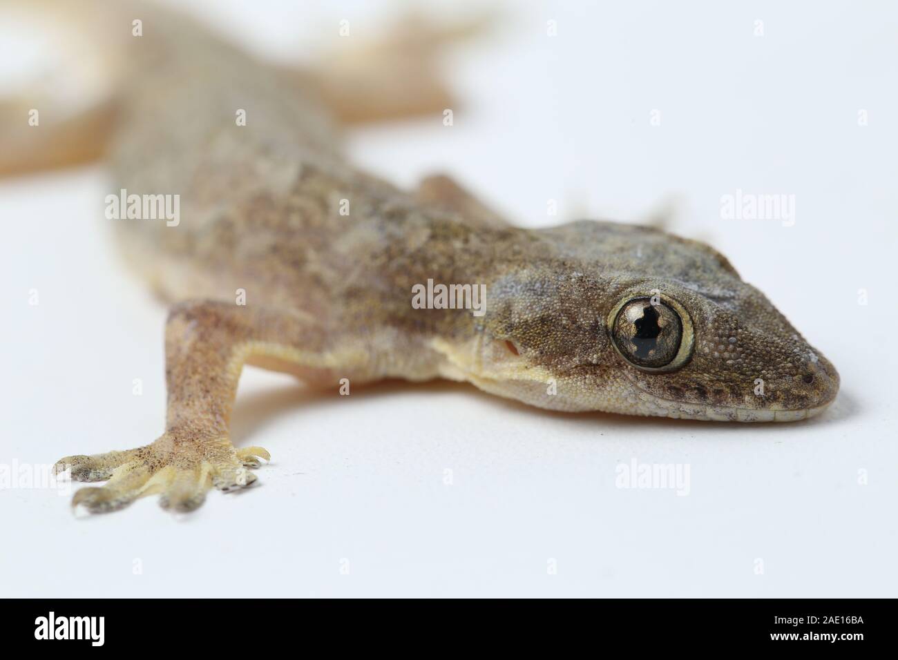 Asian House lizard (hemidactylus) or common gecko isolated on white ...