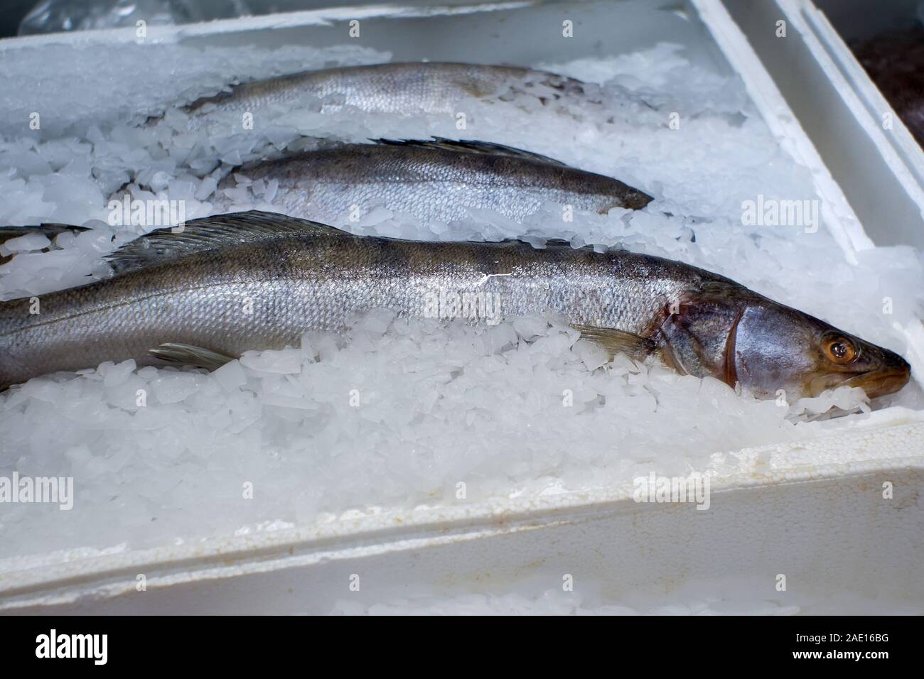 Freshwater wild pike-perch on European fish market. Fresh fish on the ...