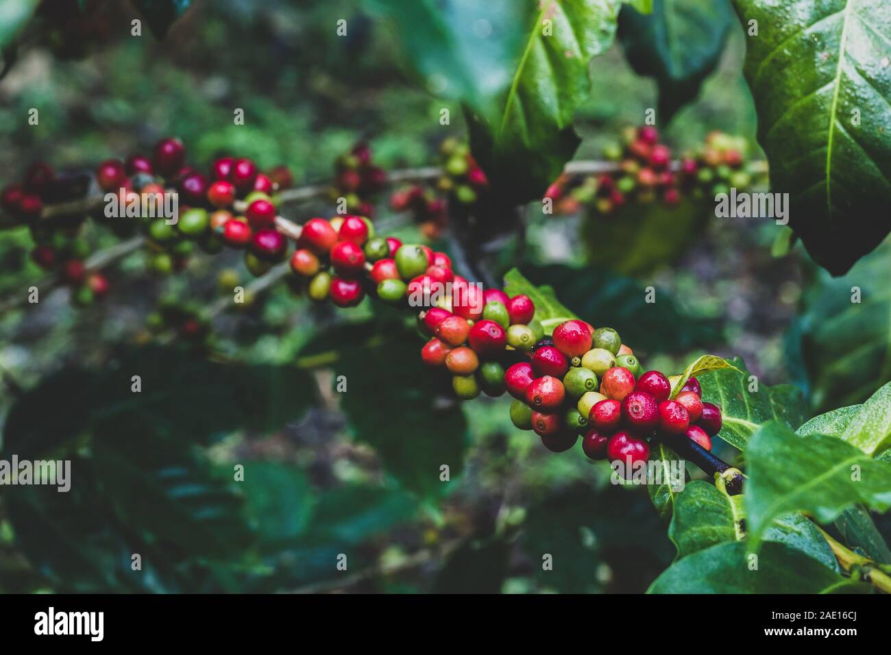 Coffee tree with ripe berries with dew drop in coffee plantation farm ...
