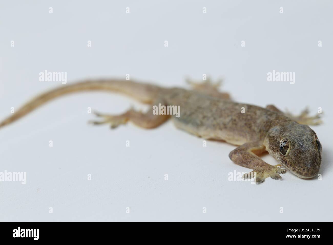 Asian House lizard (hemidactylus) or common gecko isolated on white ...