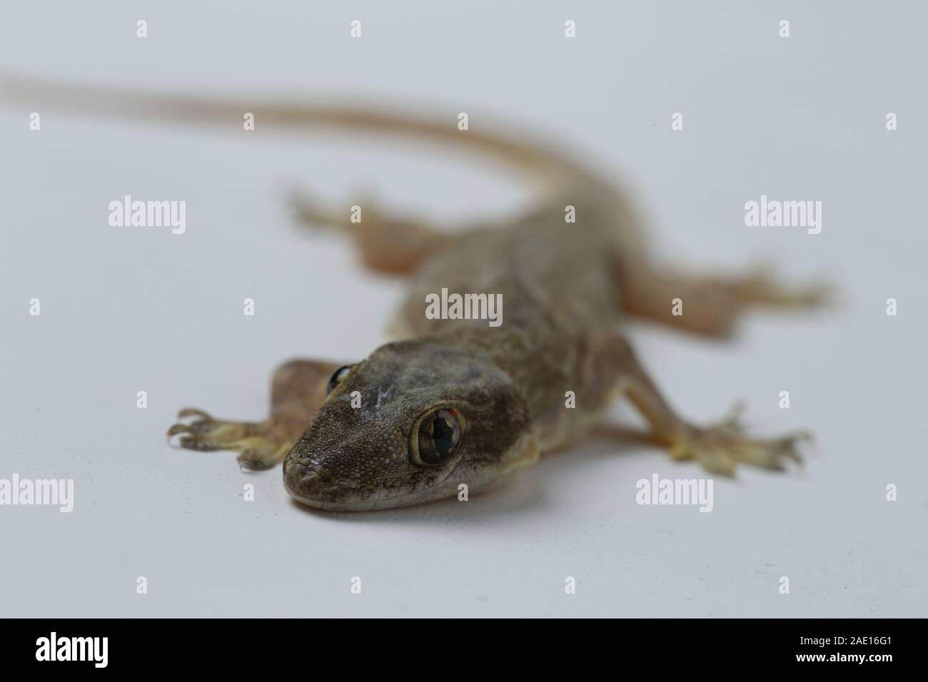 Tropical house gecko habitat hi-res stock photography and images - Alamy