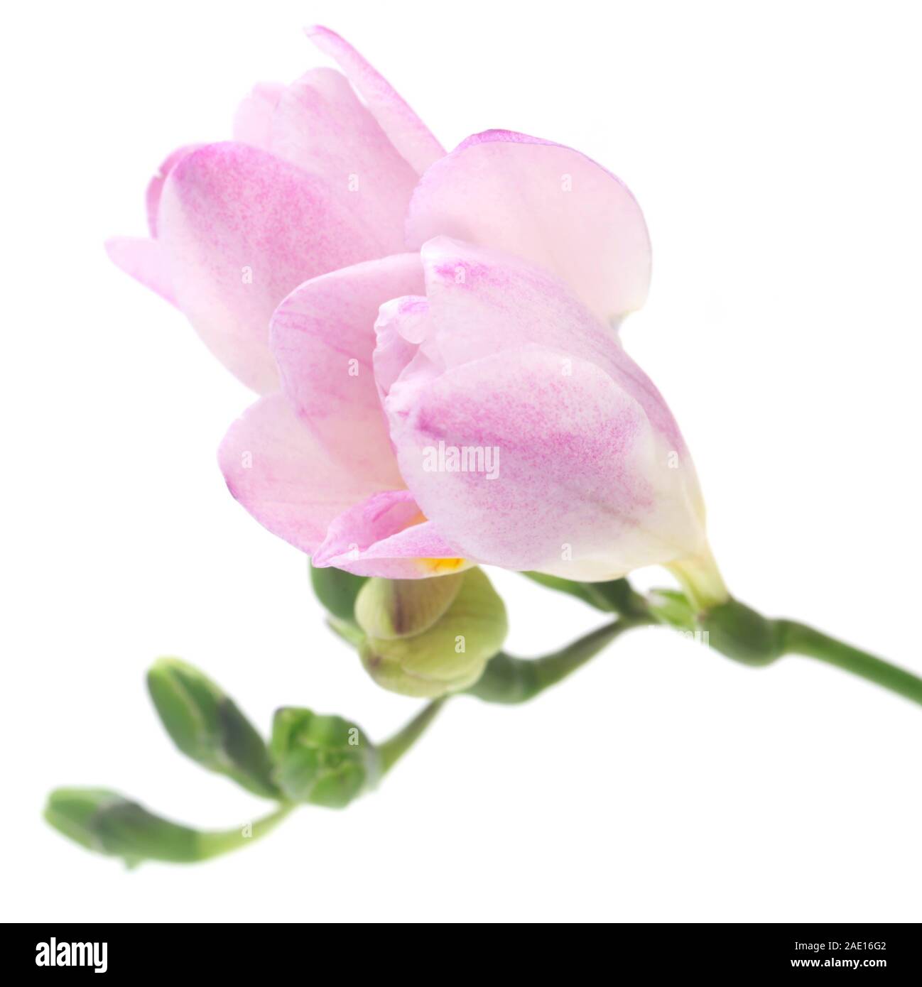 Pink freesia hi-res stock photography and images - Alamy