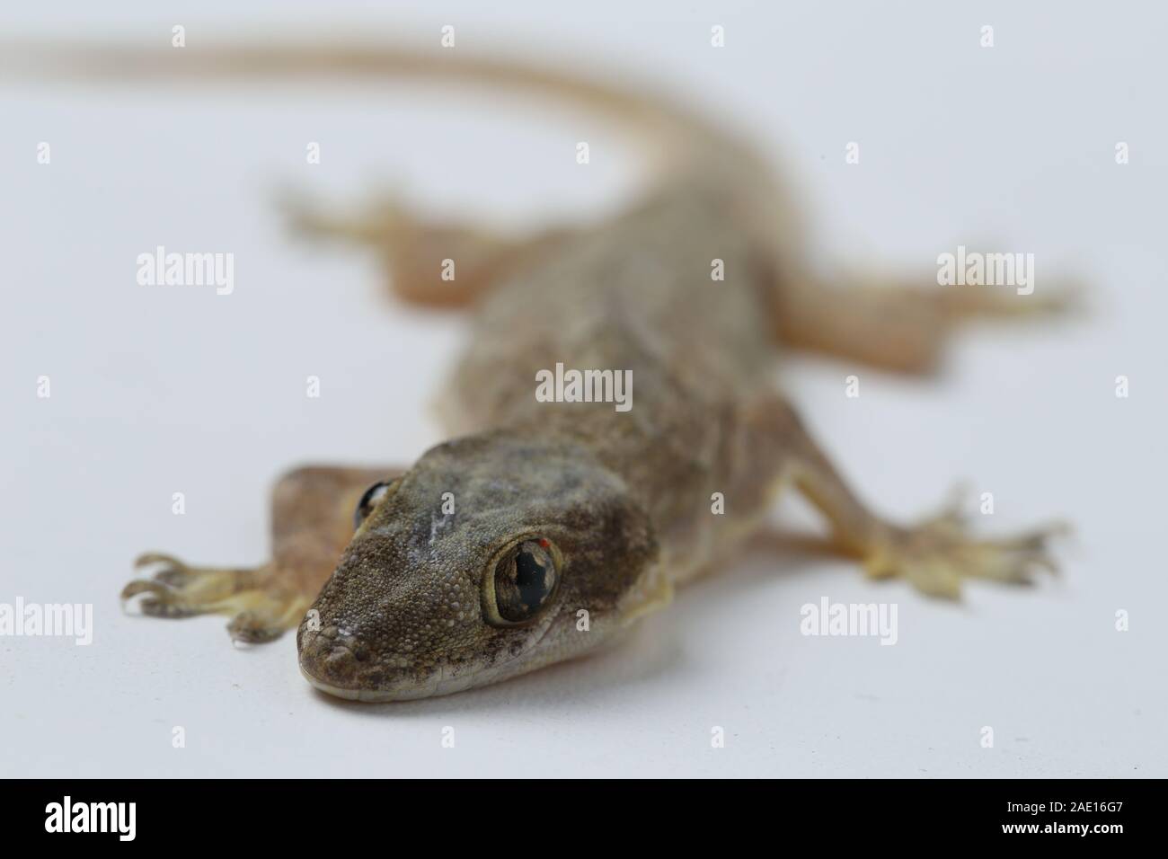 Asian House lizard (hemidactylus) or common gecko isolated on white ...