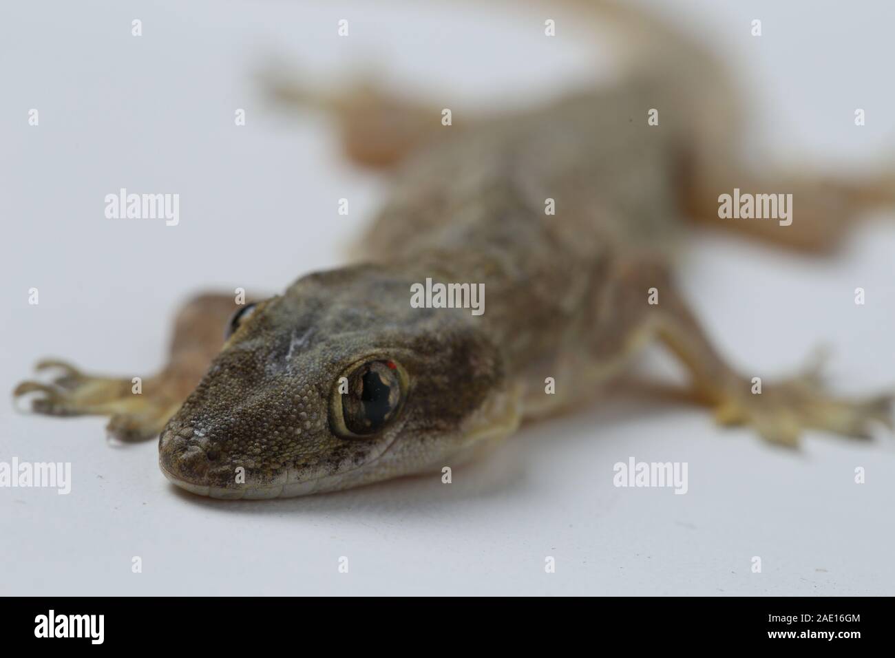 Asian House lizard (hemidactylus) or common gecko isolated on white ...