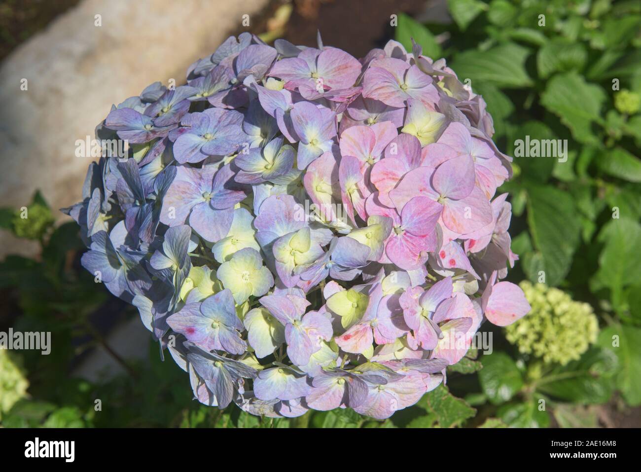 Hydrangeas ecuador hi-res stock photography and images - Alamy