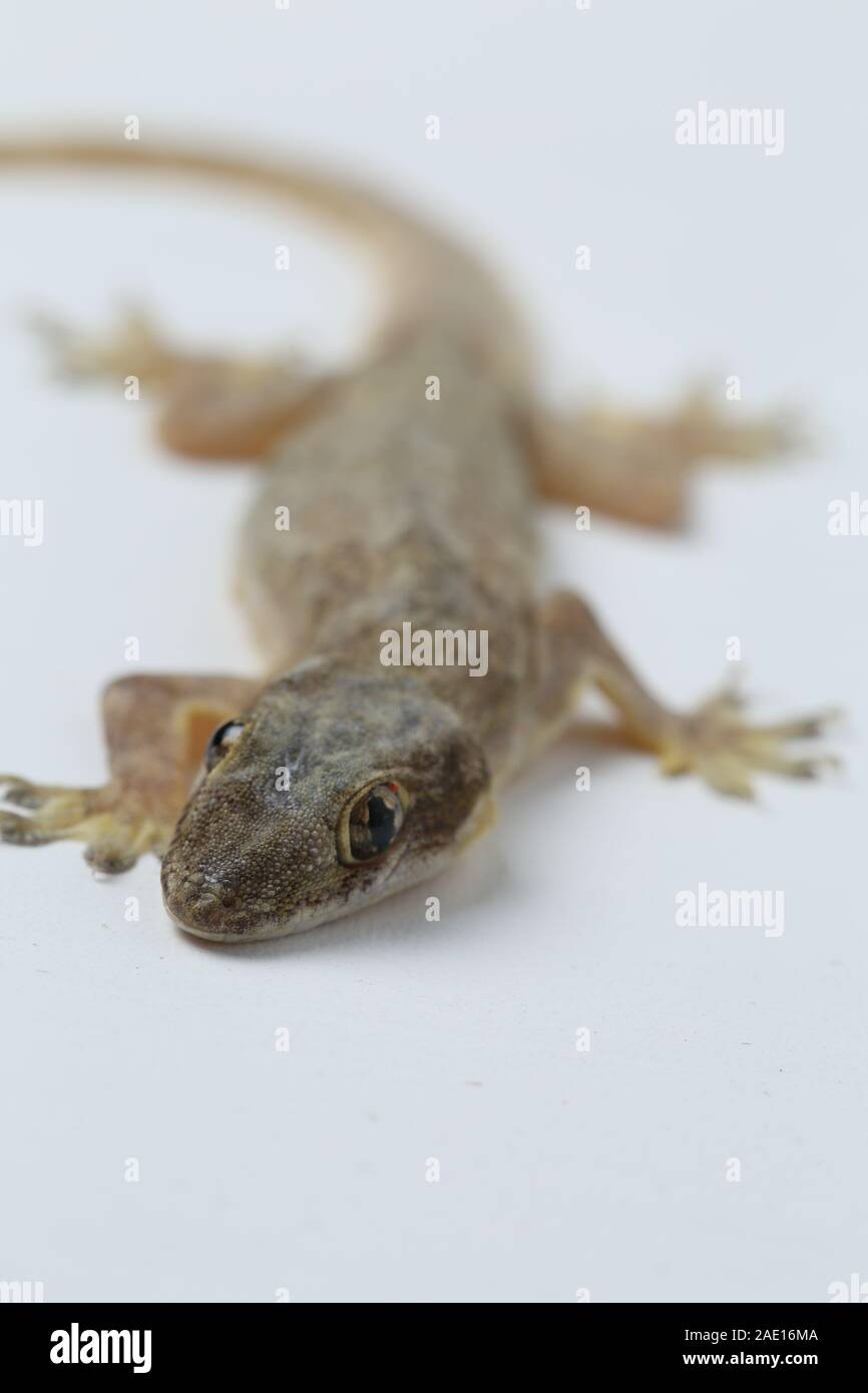 Asian House lizard (hemidactylus) or common gecko isolated on white ...