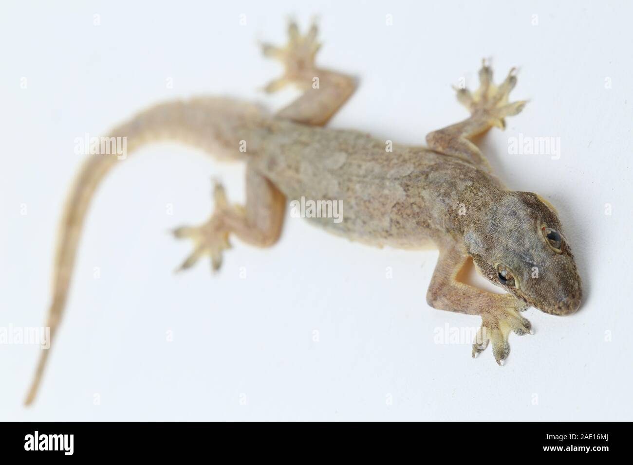 Asian House lizard (hemidactylus) or common gecko isolated on white ...