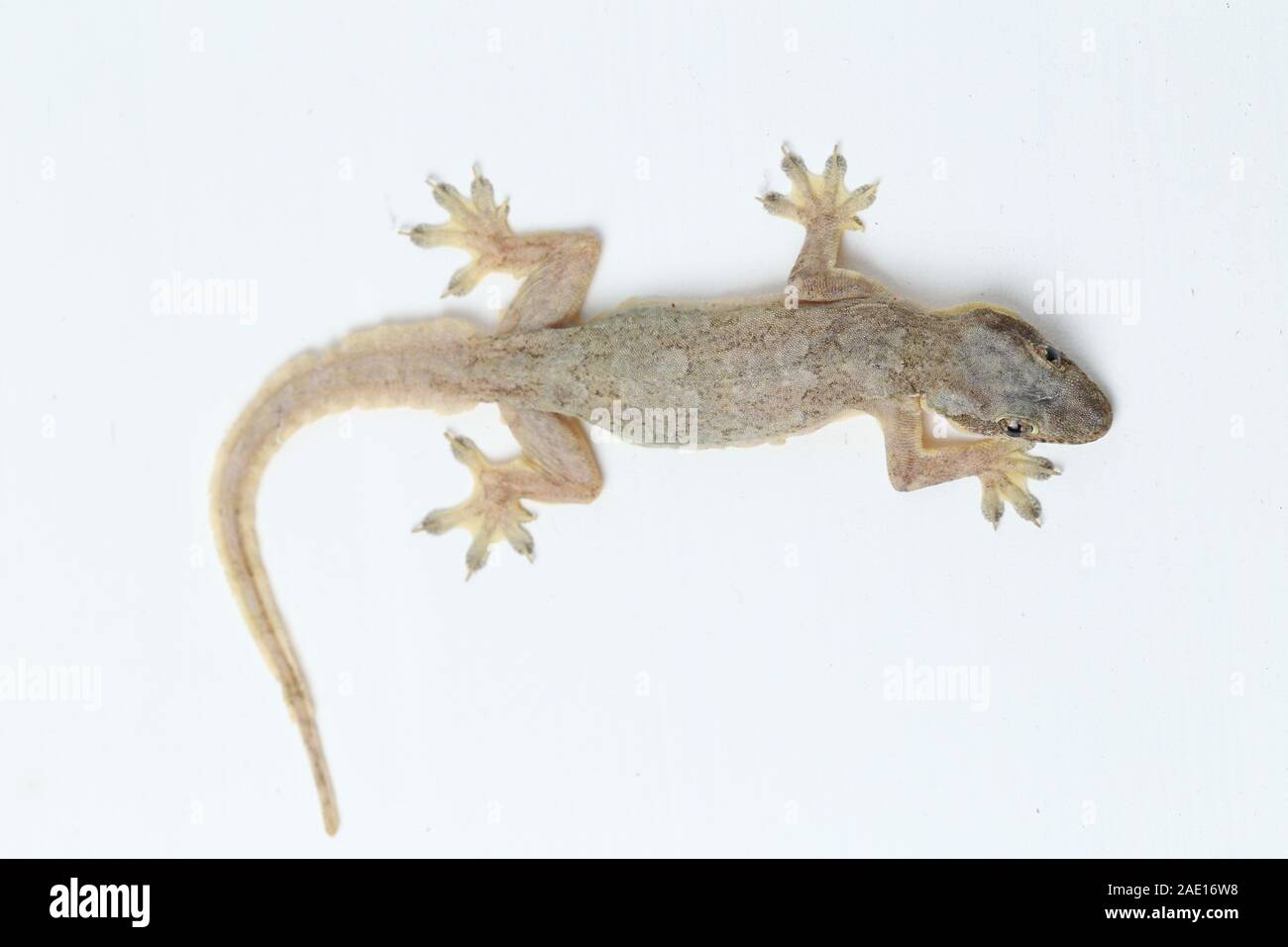 Asian House lizard (hemidactylus) or common gecko isolated on white ...