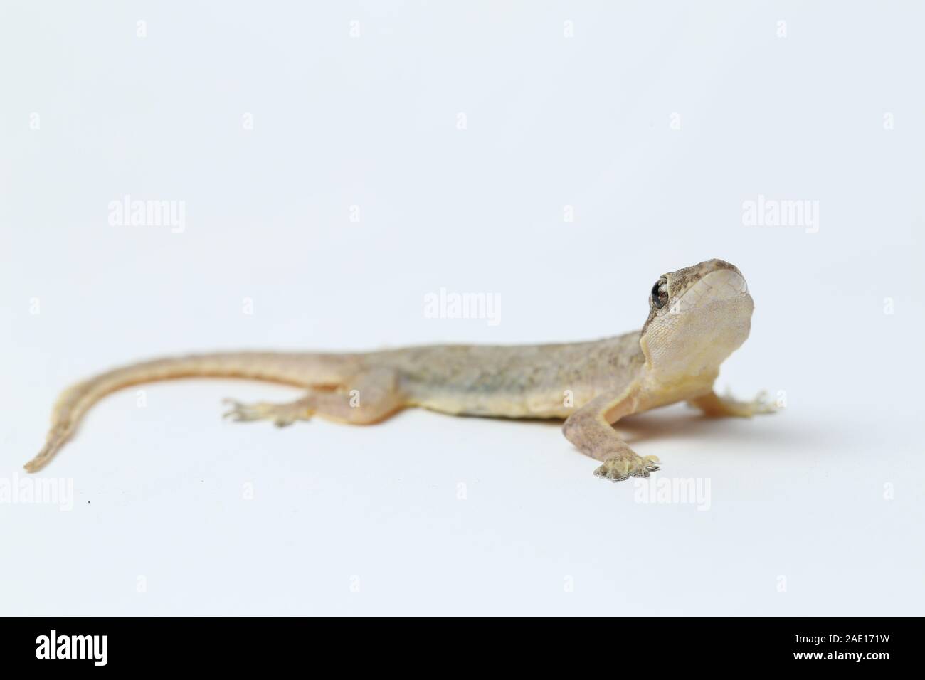 Asian House lizard (hemidactylus) or common gecko isolated on white ...