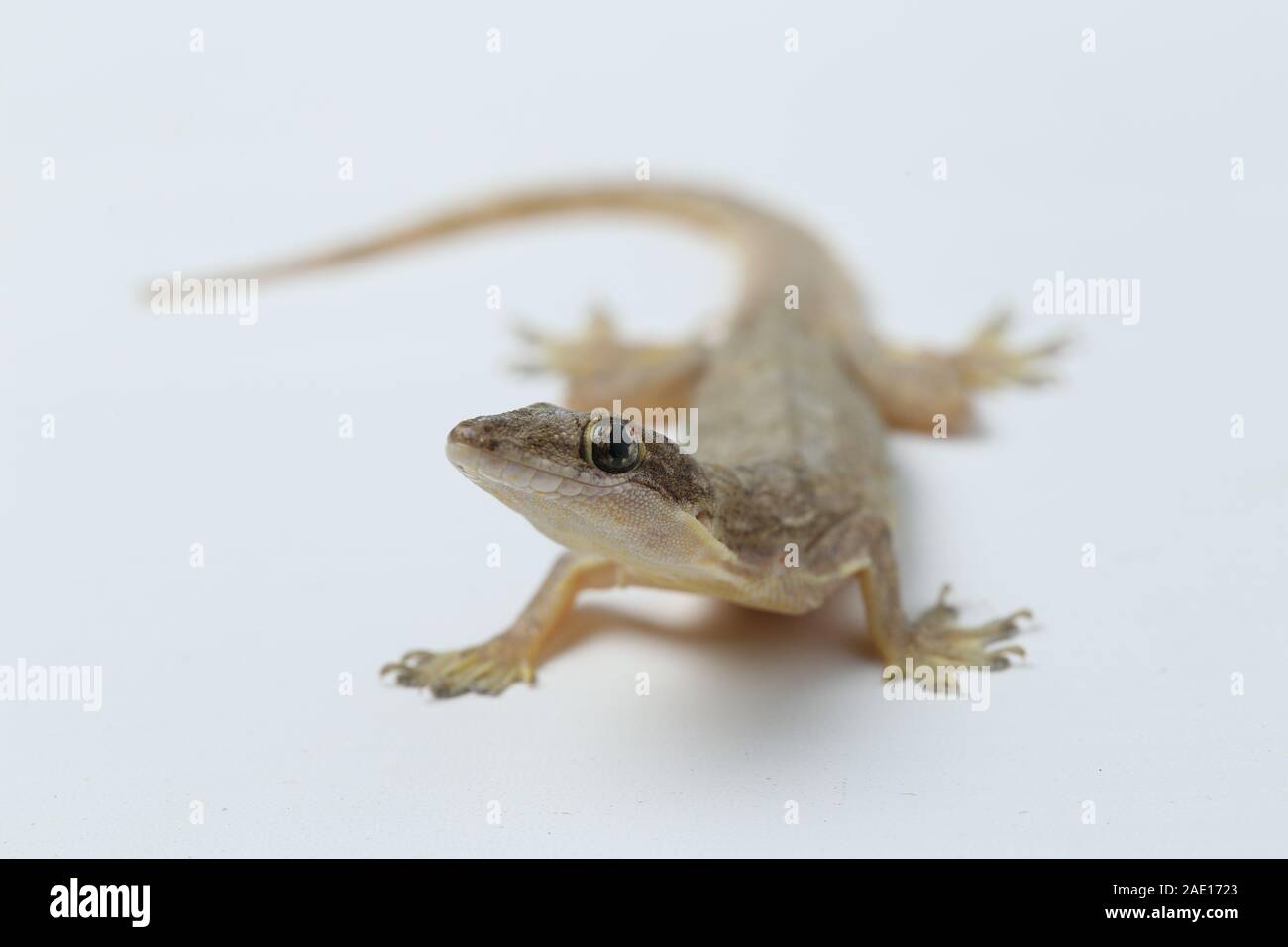 Asian House lizard (hemidactylus) or common gecko isolated on white ...