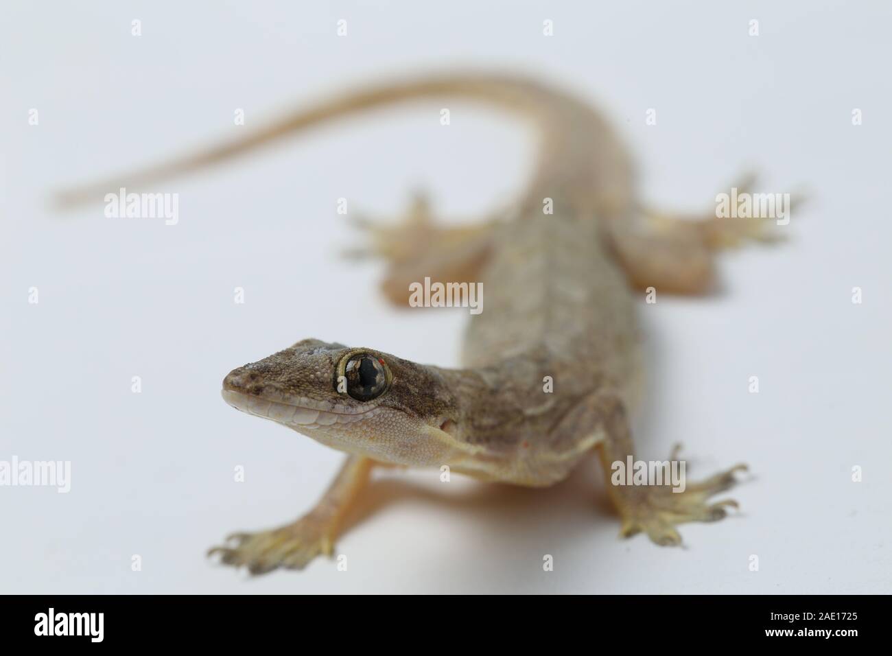 Asian House lizard (hemidactylus) or common gecko isolated on white ...