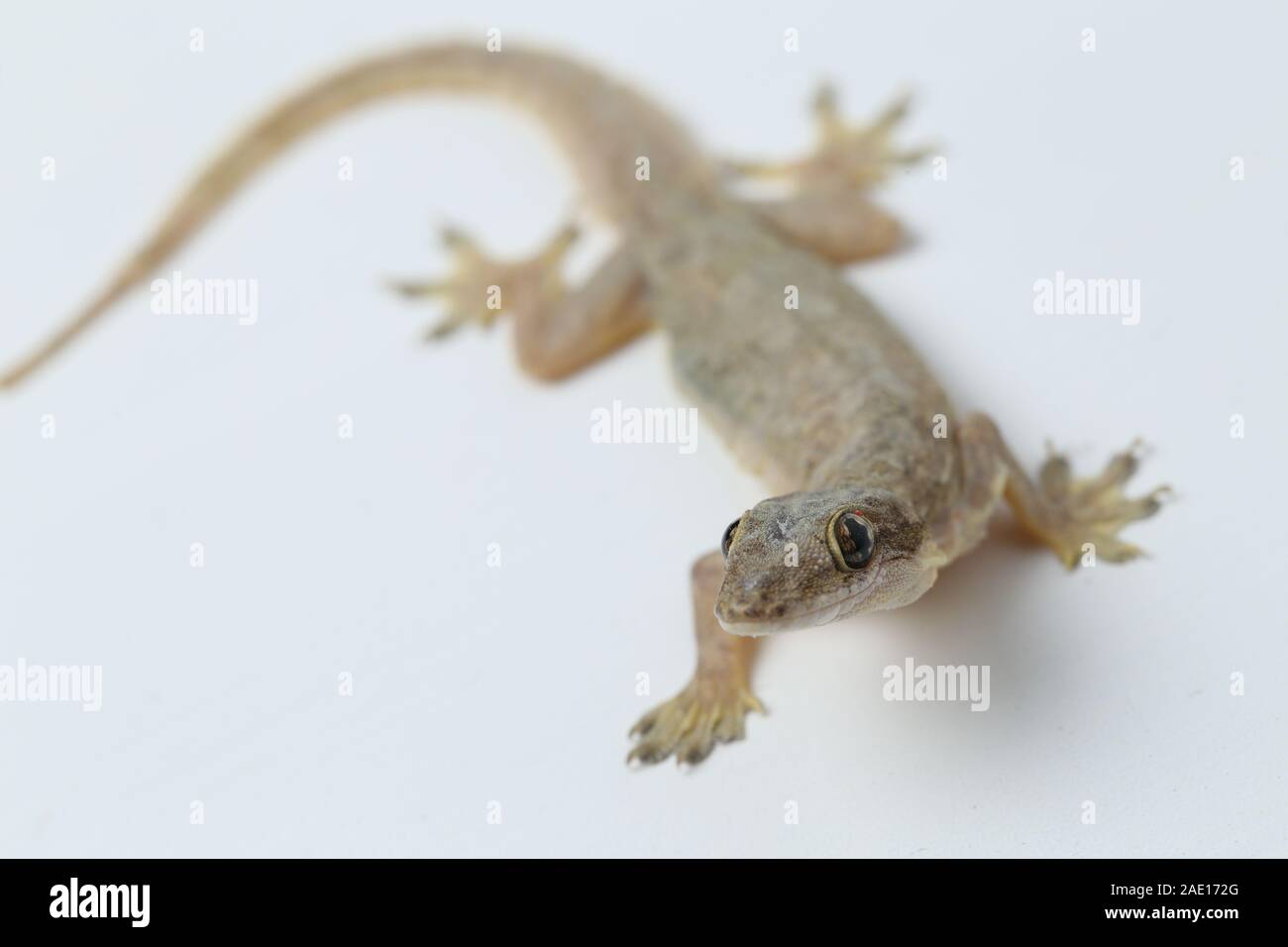 Asian House lizard (hemidactylus) or common gecko isolated on white ...