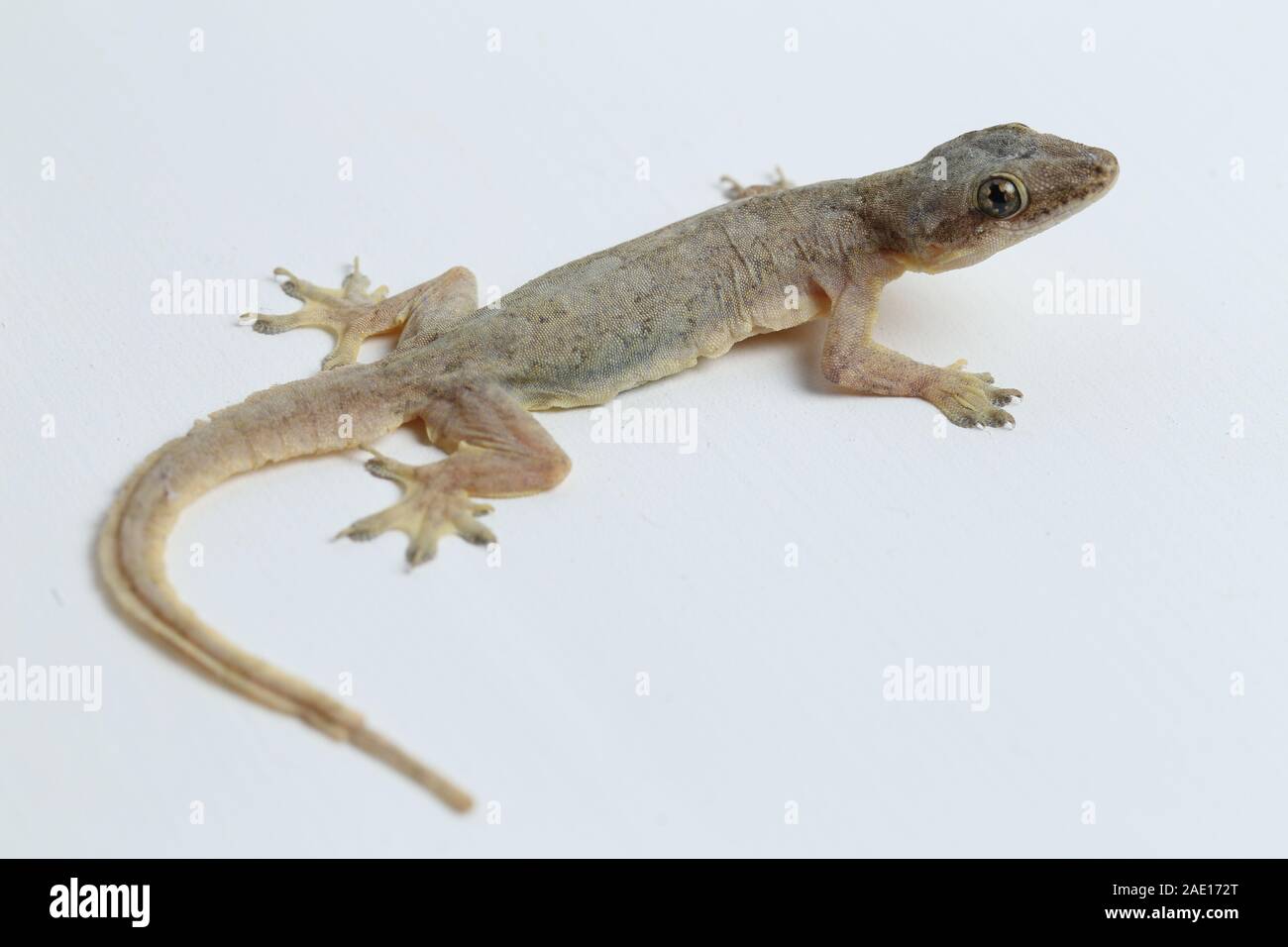 Asian House lizard (hemidactylus) or common gecko isolated on white ...