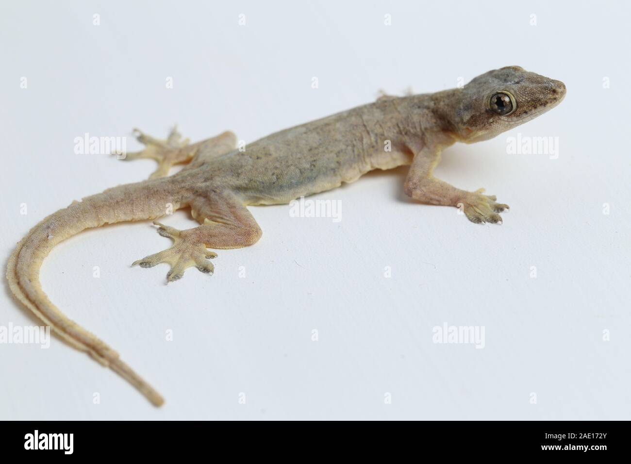 Asian House lizard (hemidactylus) or common gecko isolated on white ...
