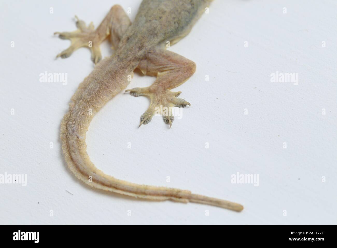 Asian House lizard (hemidactylus) or common gecko isolated on white ...