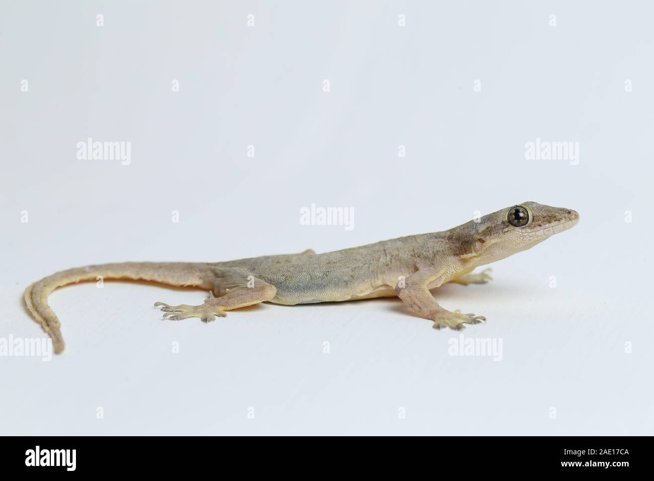 Asian House lizard (hemidactylus) or common gecko isolated on white ...