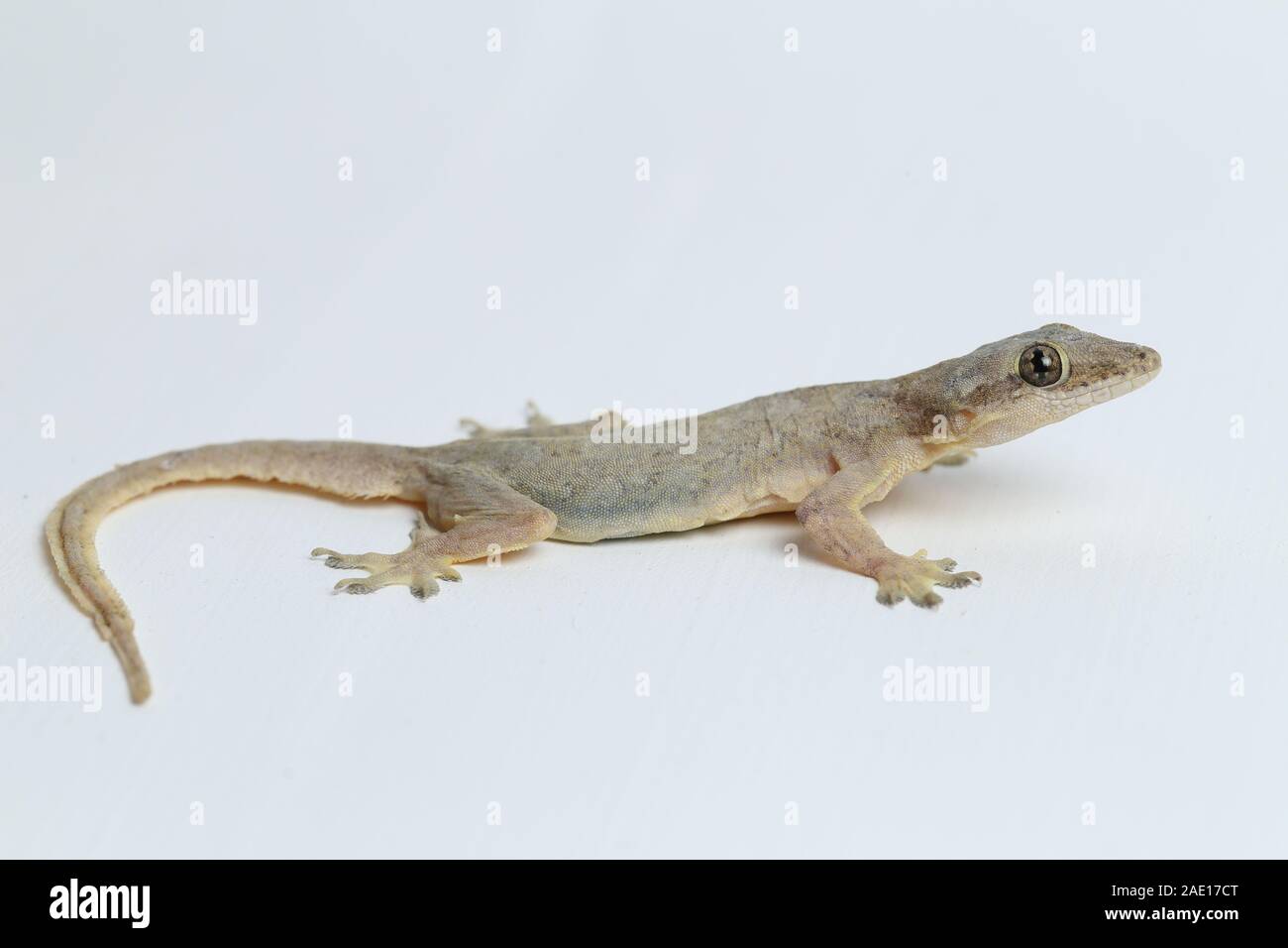 Asian House lizard (hemidactylus) or common gecko isolated on white ...