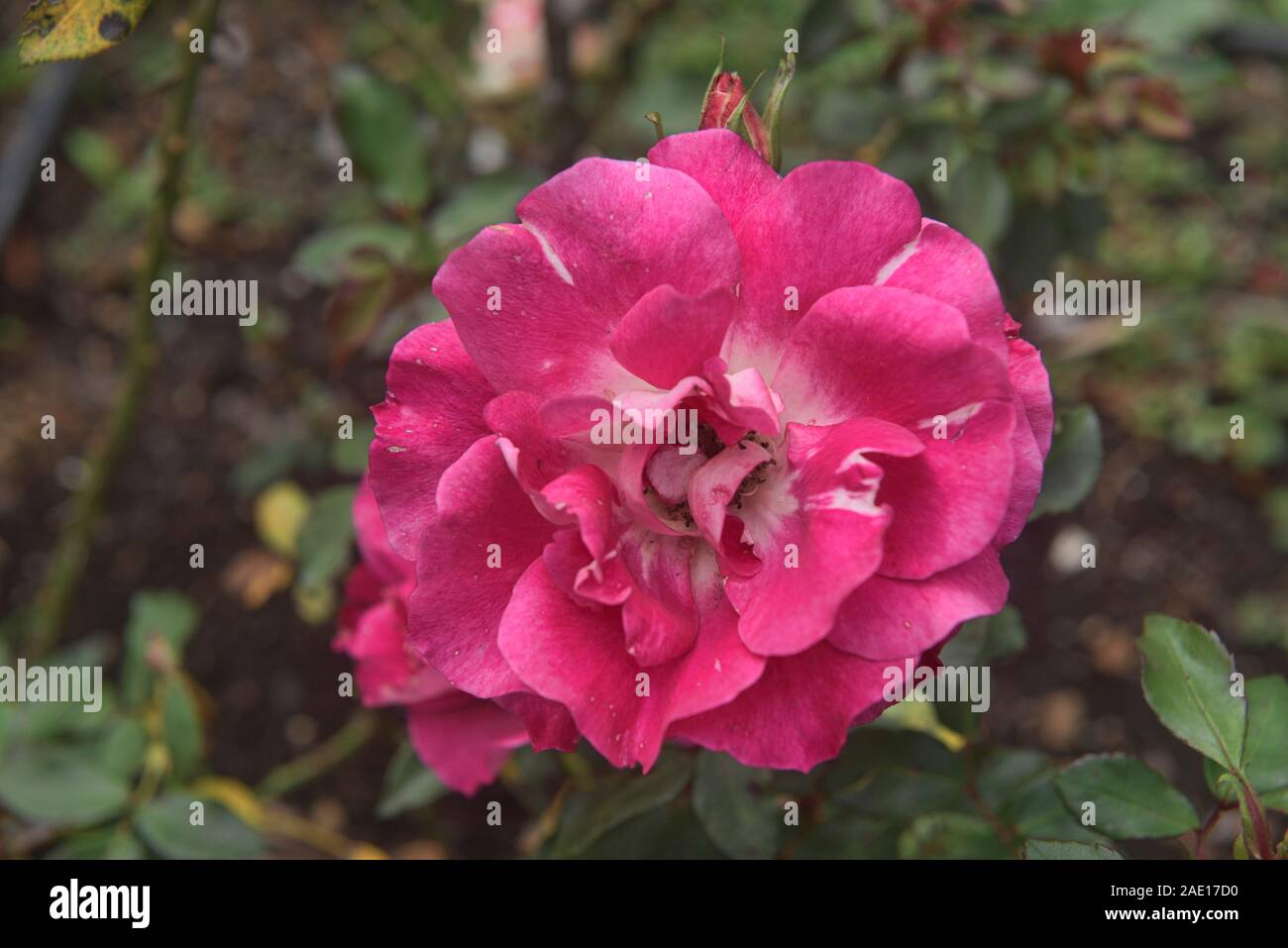 Ecuador roses hi-res stock photography and images - Alamy