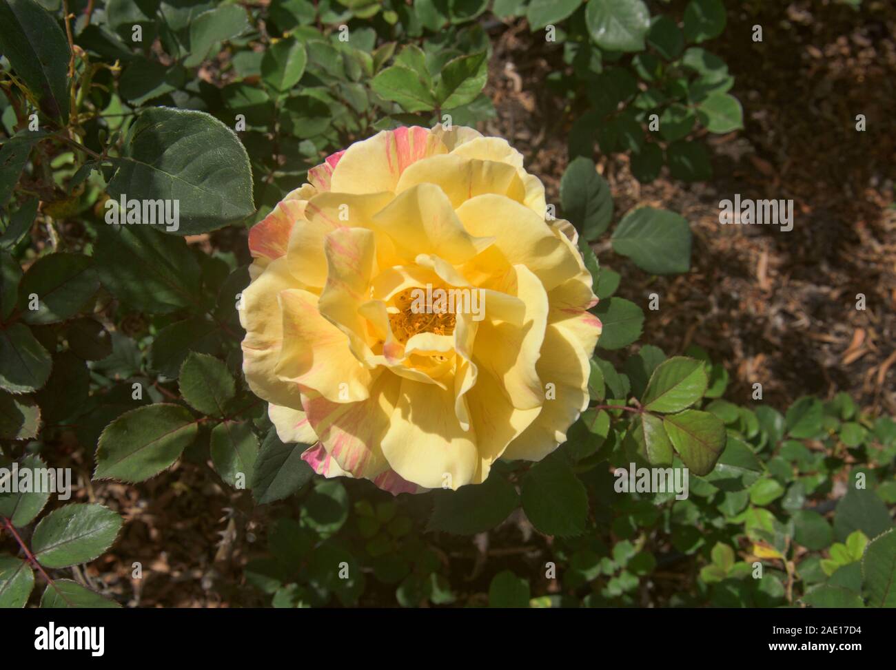 Rose growing in Quito Botanical Gardens, Quito, Ecuador Stock Photo - Alamy
