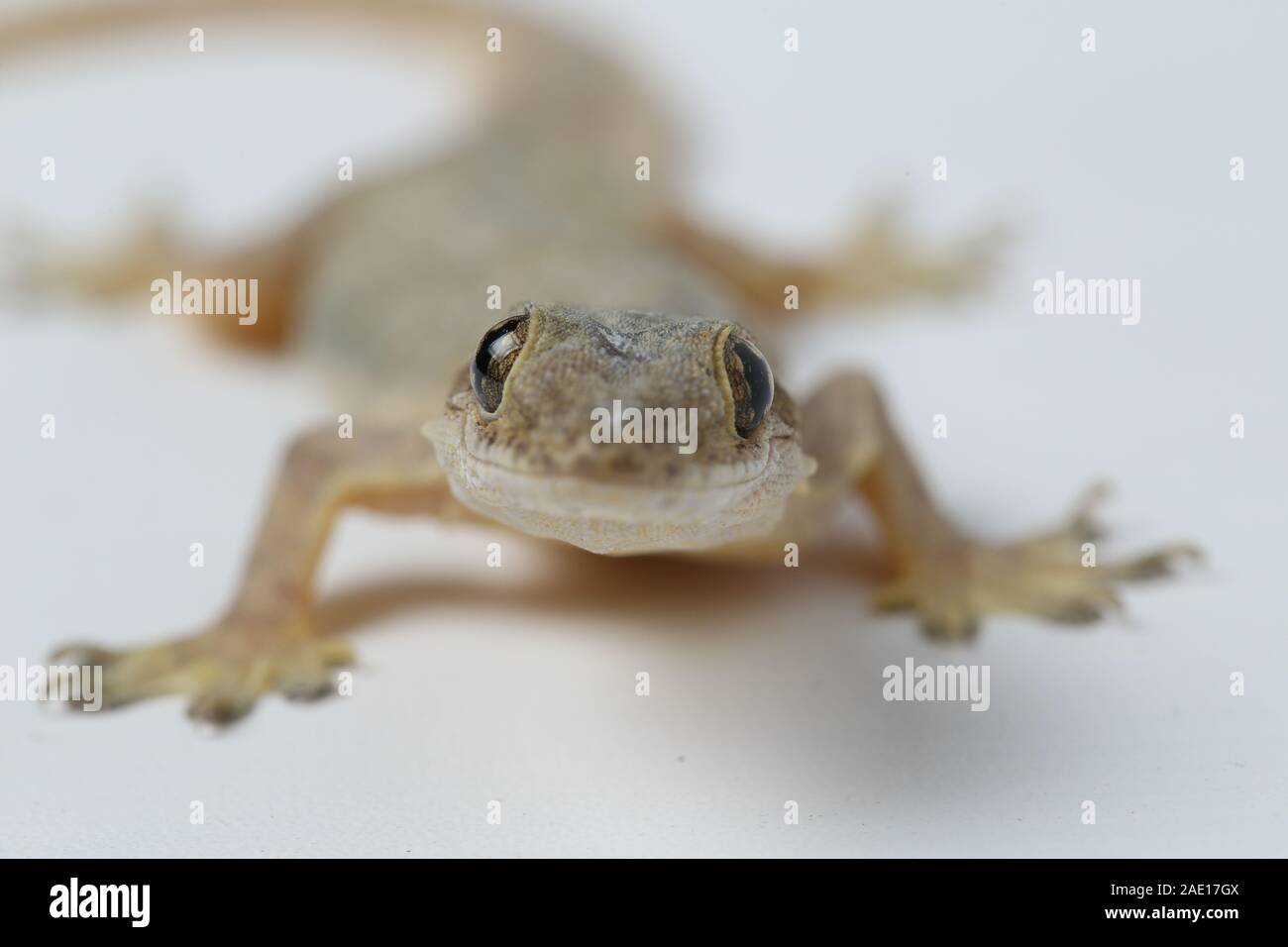Asian House lizard (hemidactylus) or common gecko isolated on white ...