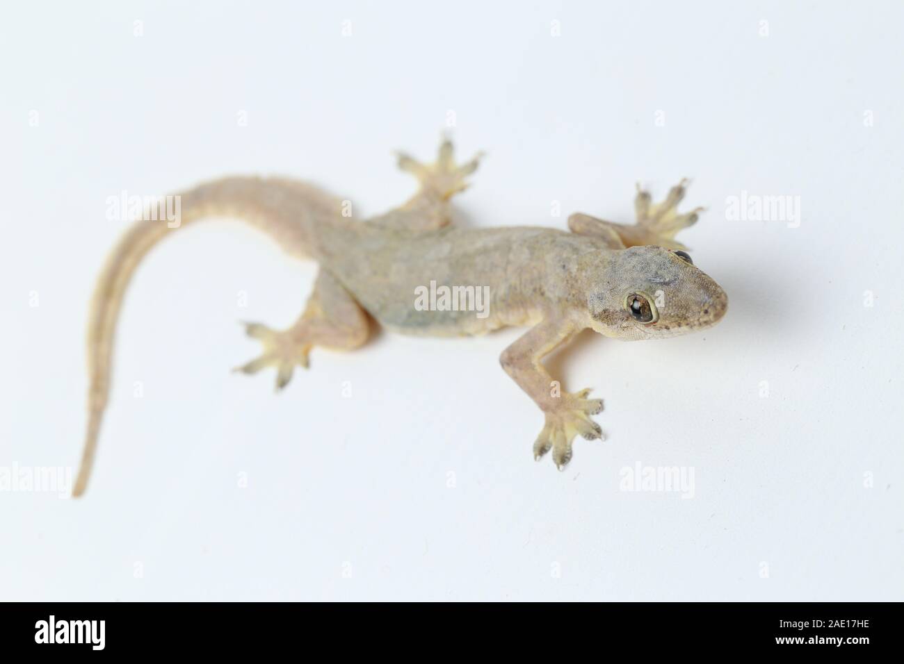Asian House lizard (hemidactylus) or common gecko isolated on white ...