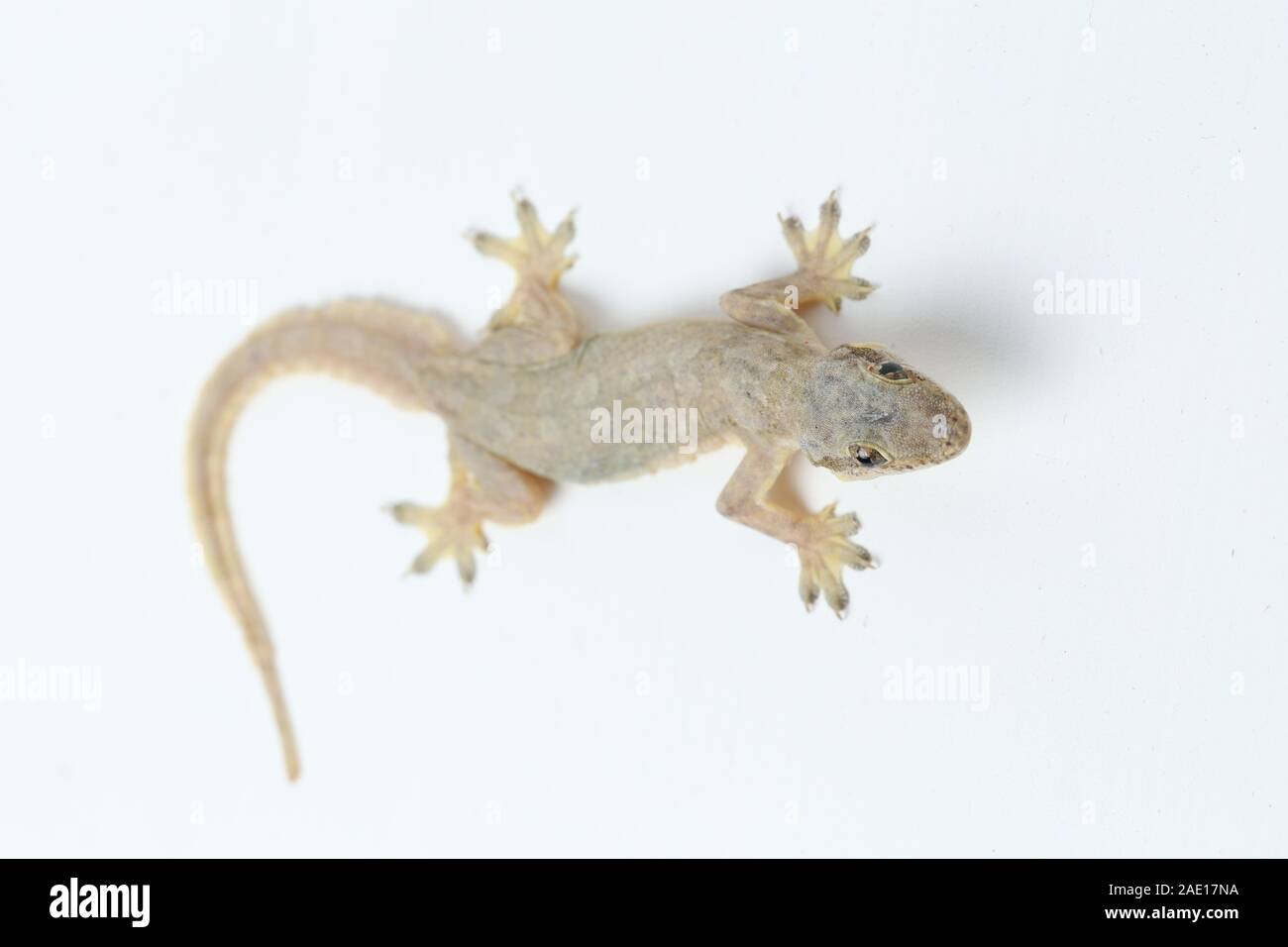 Asian House lizard (hemidactylus) or common gecko isolated on white ...