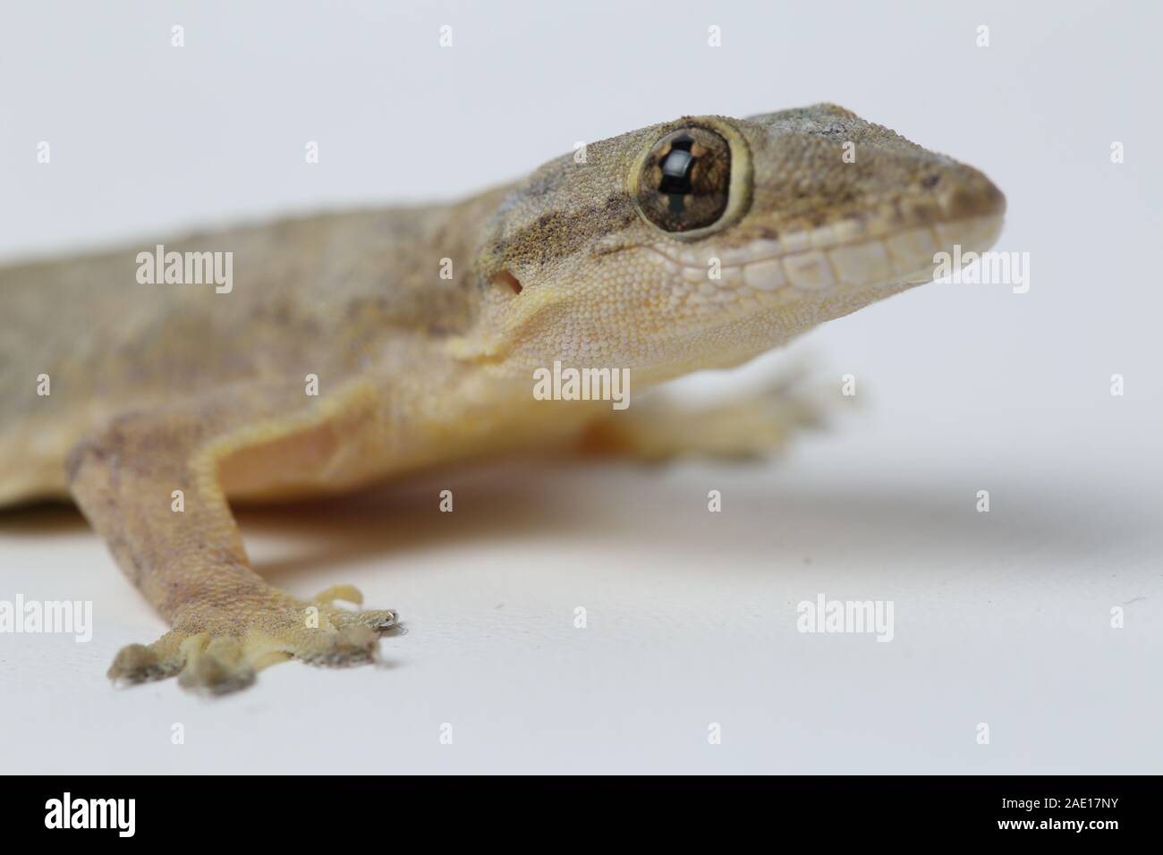 Tropical house gecko habitat hi-res stock photography and images - Alamy