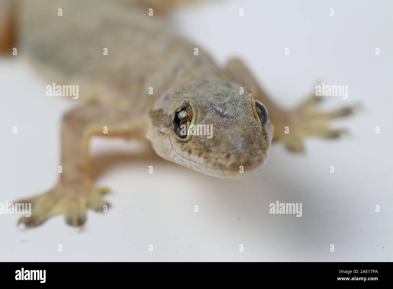 Common House Lizard High Resolution Stock Photography and Images - Alamy