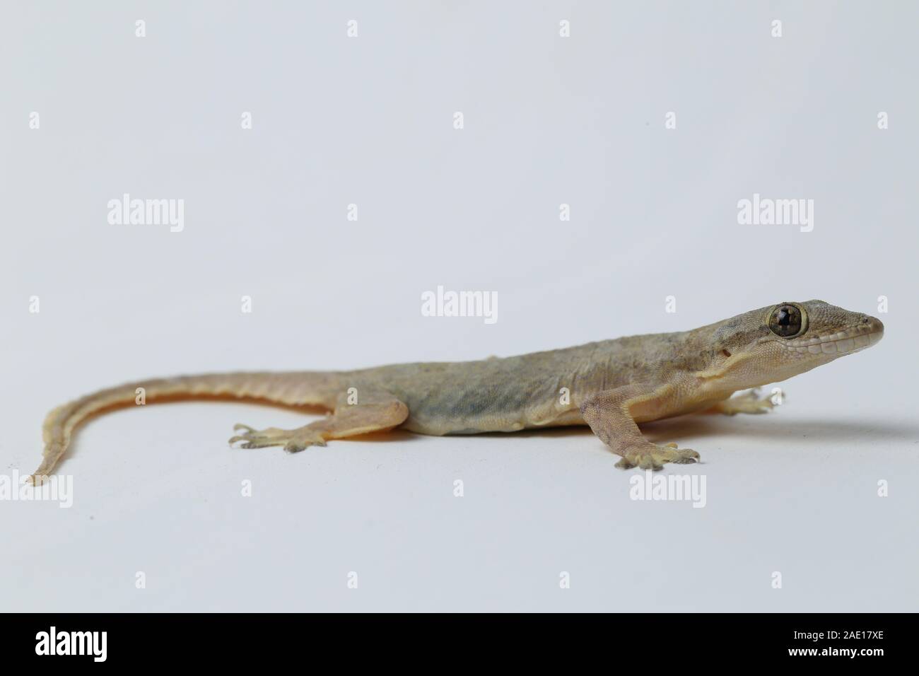 Asian House lizard (hemidactylus) or common gecko isolated on white ...
