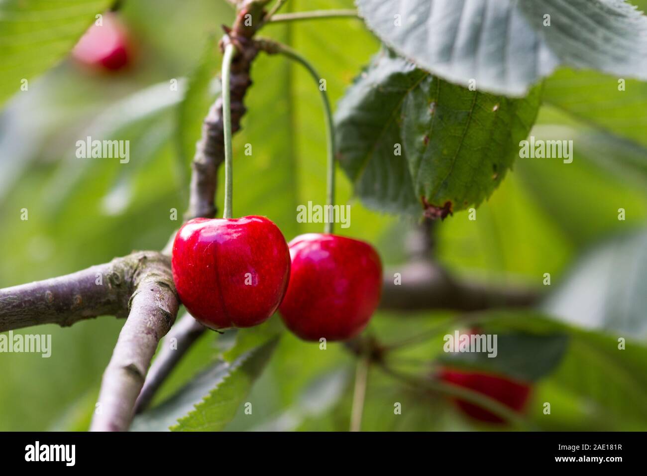Hanging cherry tree hi-res stock photography and images - Alamy