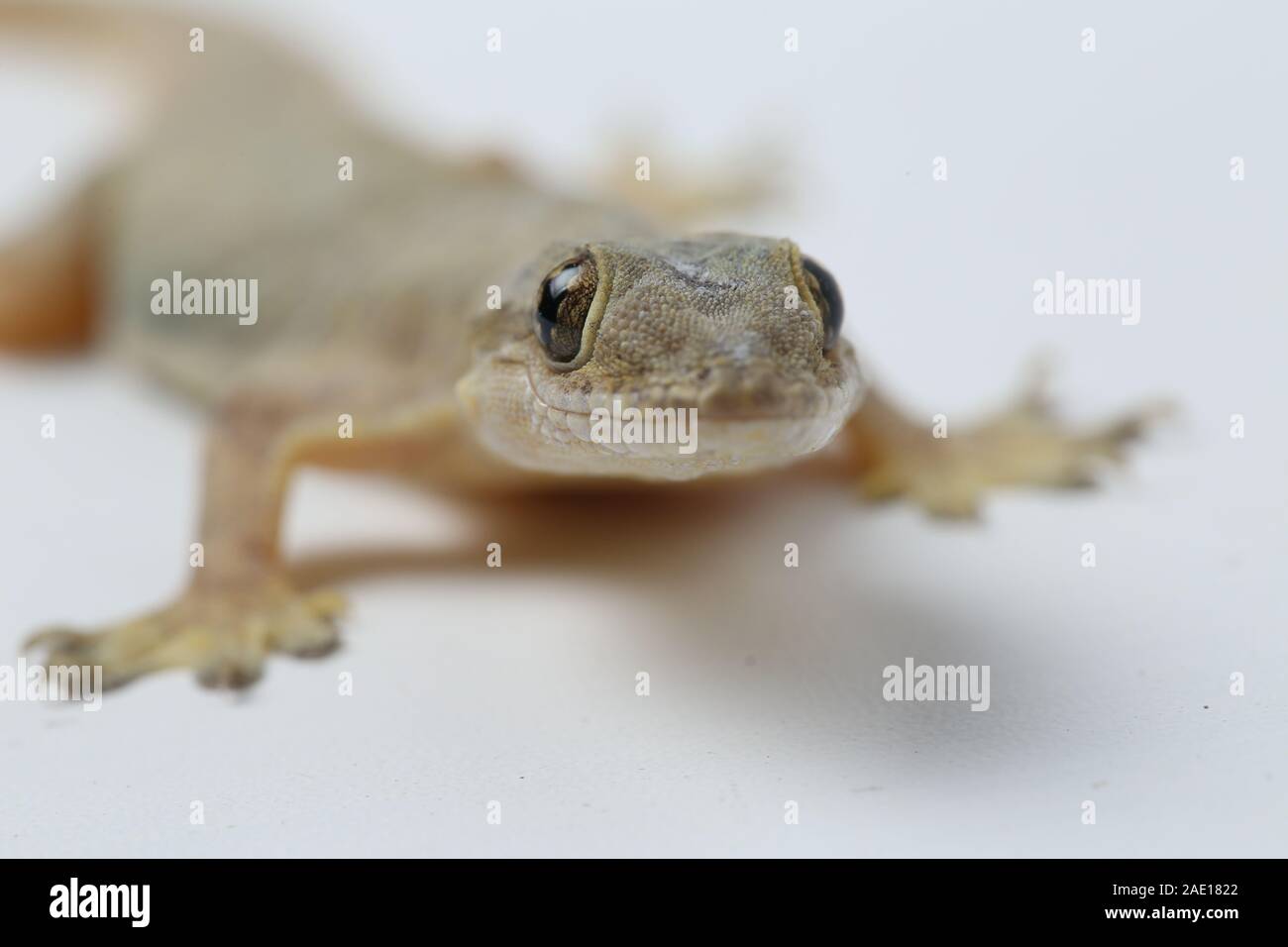 Asian House lizard (hemidactylus) or common gecko isolated on white ...