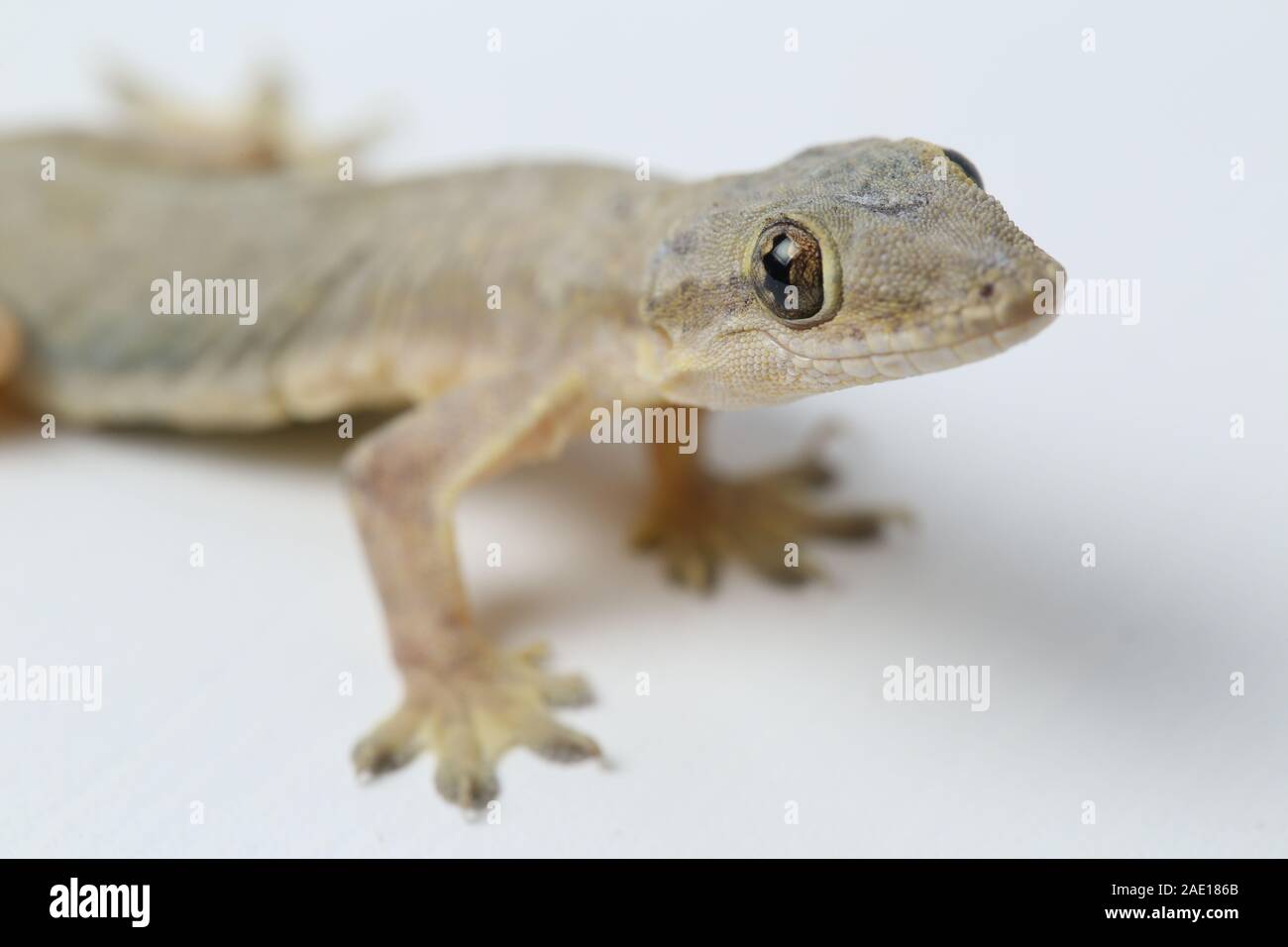 Asian House lizard (hemidactylus) or common gecko isolated on white ...