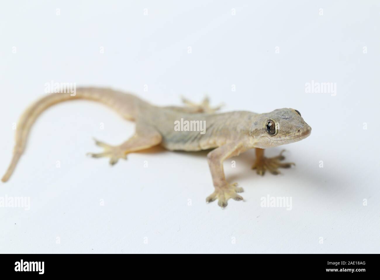 Asian House lizard (hemidactylus) or common gecko isolated on white ...