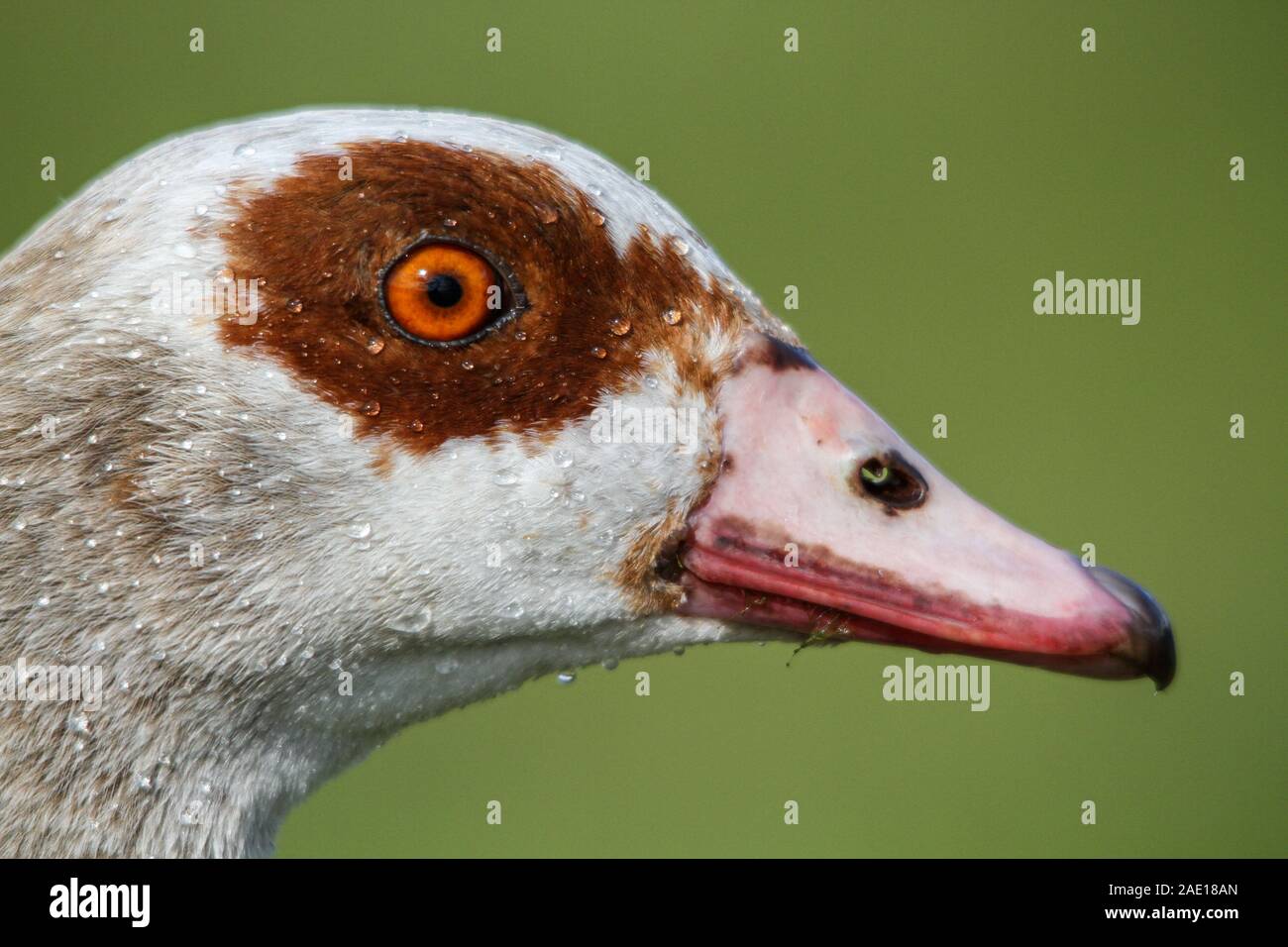 Portrait of an Egyptian Goose with water drops on the face and a blurry ...