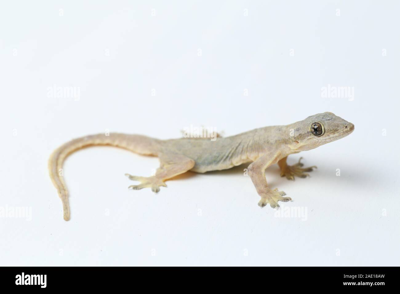 Asian House lizard (hemidactylus) or common gecko isolated on white ...