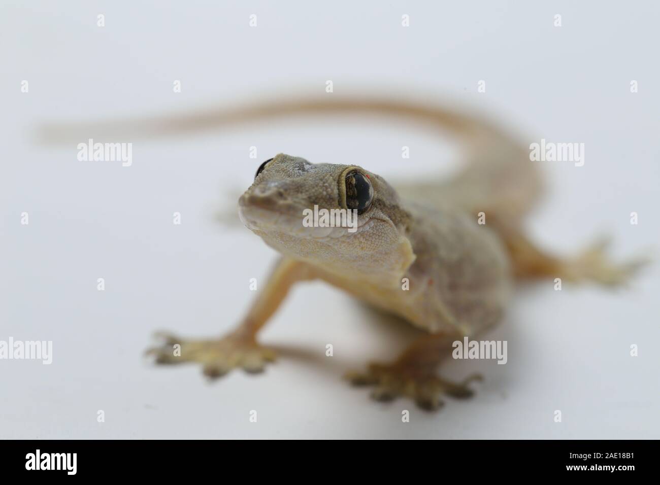 Asian House lizard (hemidactylus) or common gecko isolated on white ...