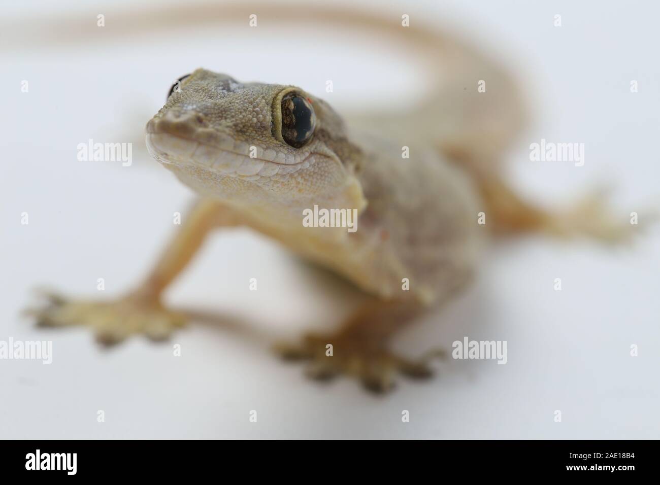 Asian House lizard (hemidactylus) or common gecko isolated on white ...