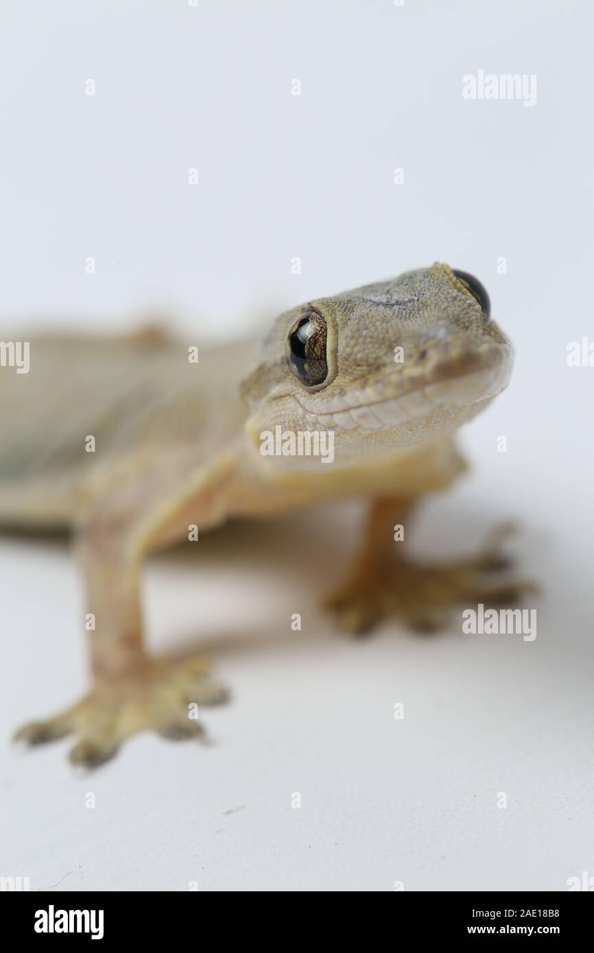 Asian House lizard (hemidactylus) or common gecko isolated on white ...