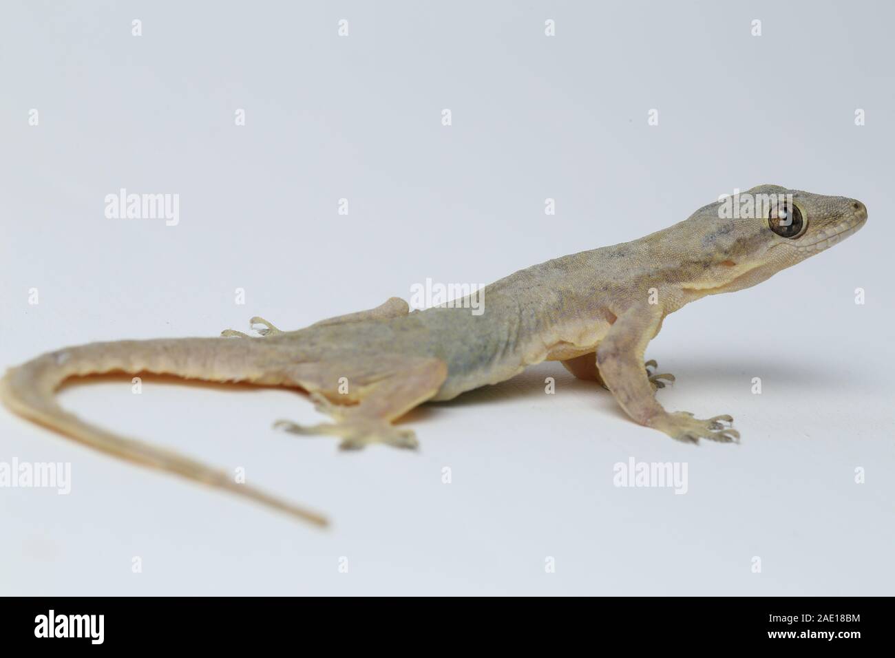 Asian House lizard (hemidactylus) or common gecko isolated on white ...