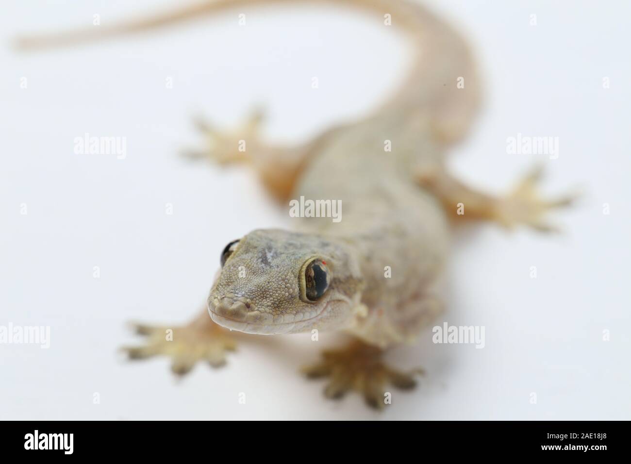 Asian House lizard (hemidactylus) or common gecko isolated on white ...
