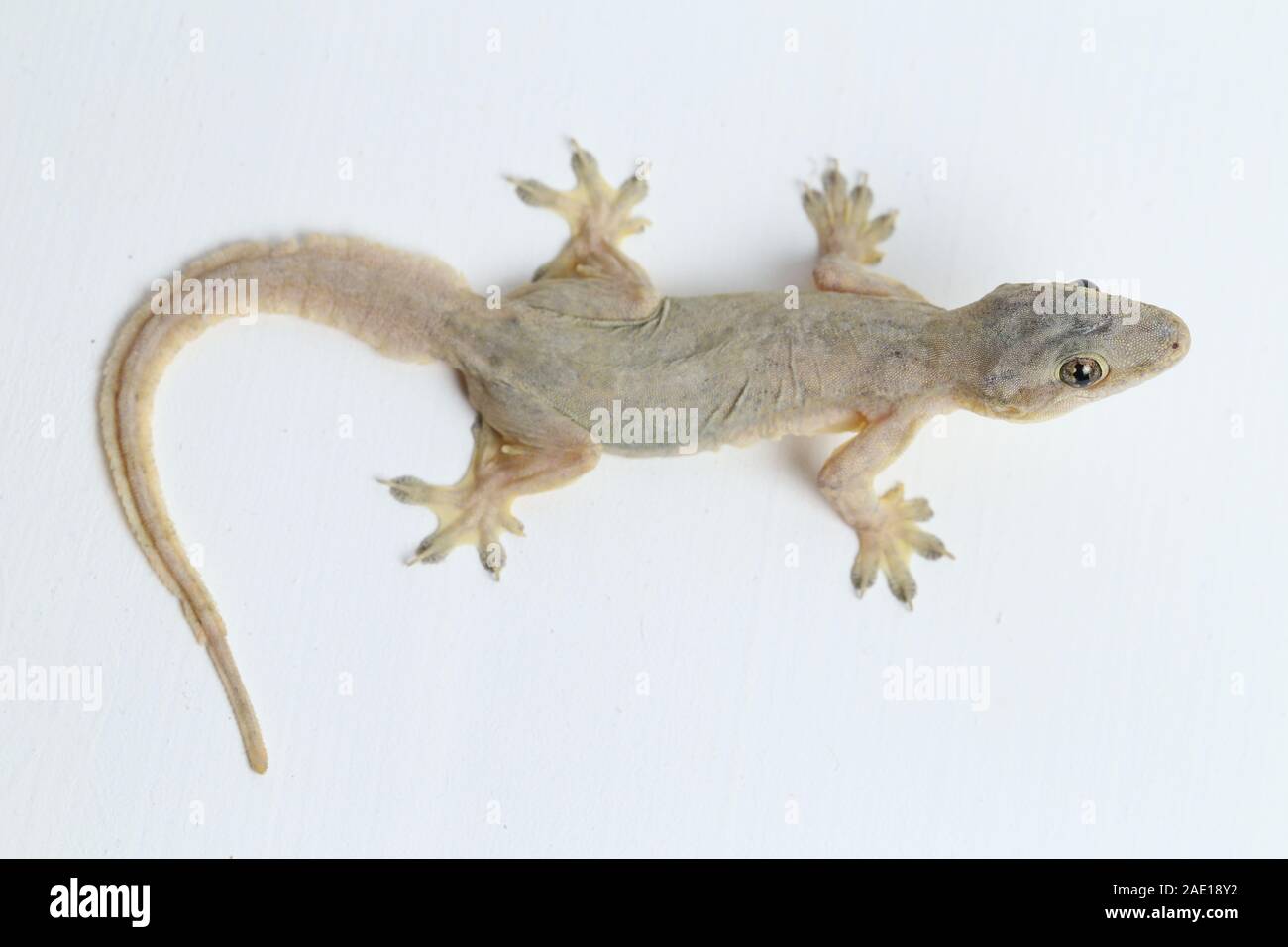 Asian House lizard (hemidactylus) or common gecko isolated on white ...