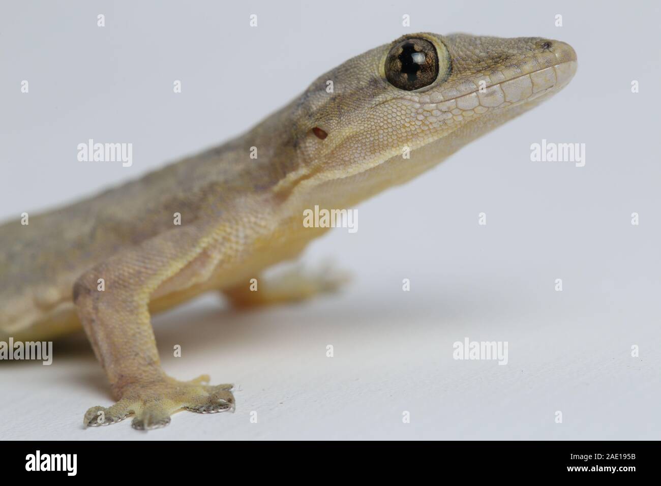 Asian House lizard (hemidactylus) or common gecko isolated on white ...