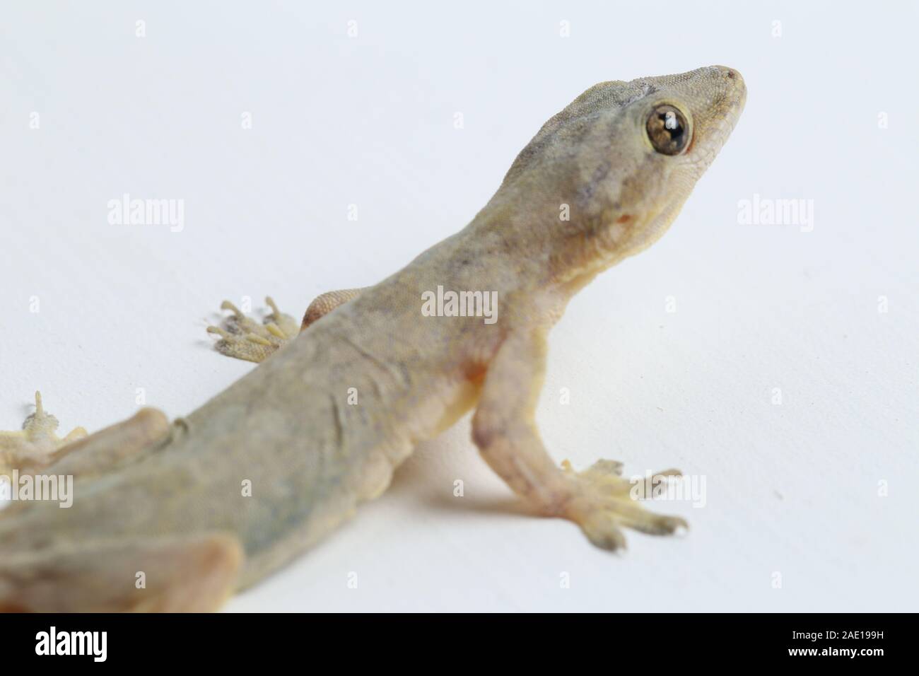 Asian House lizard (hemidactylus) or common gecko isolated on white ...