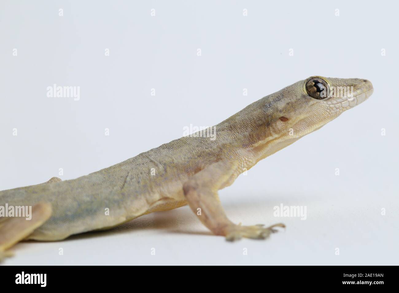 Asian House lizard (hemidactylus) or common gecko isolated on white ...