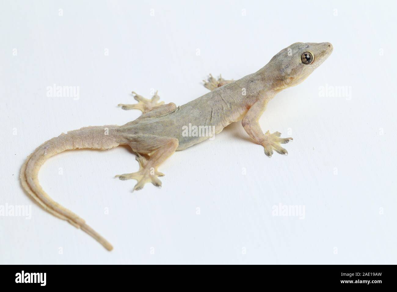 Asian House lizard (hemidactylus) or common gecko isolated on white ...