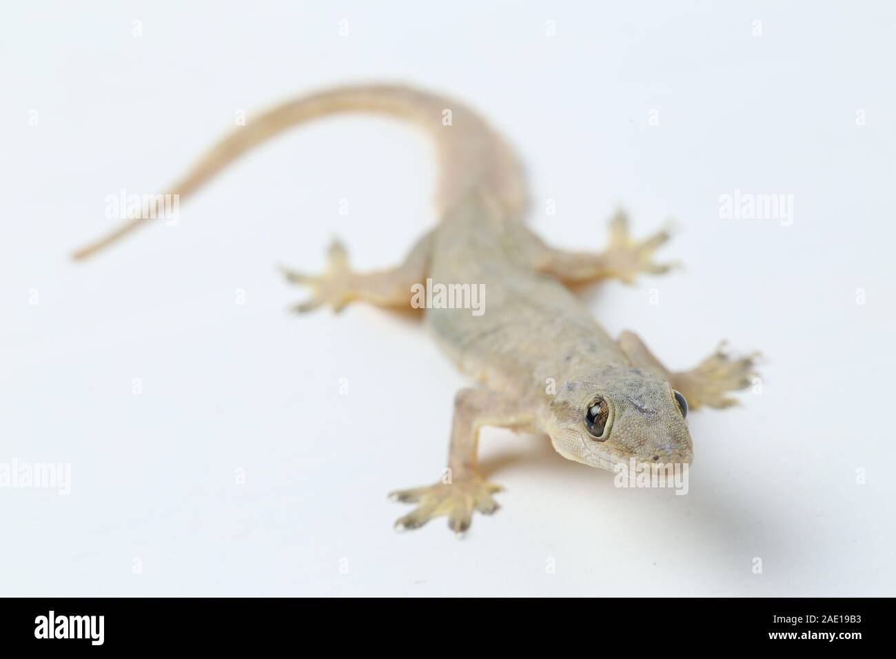 Asian House lizard (hemidactylus) or common gecko isolated on white ...