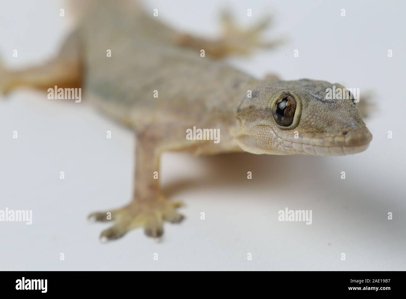 Asian House lizard (hemidactylus) or common gecko isolated on white ...