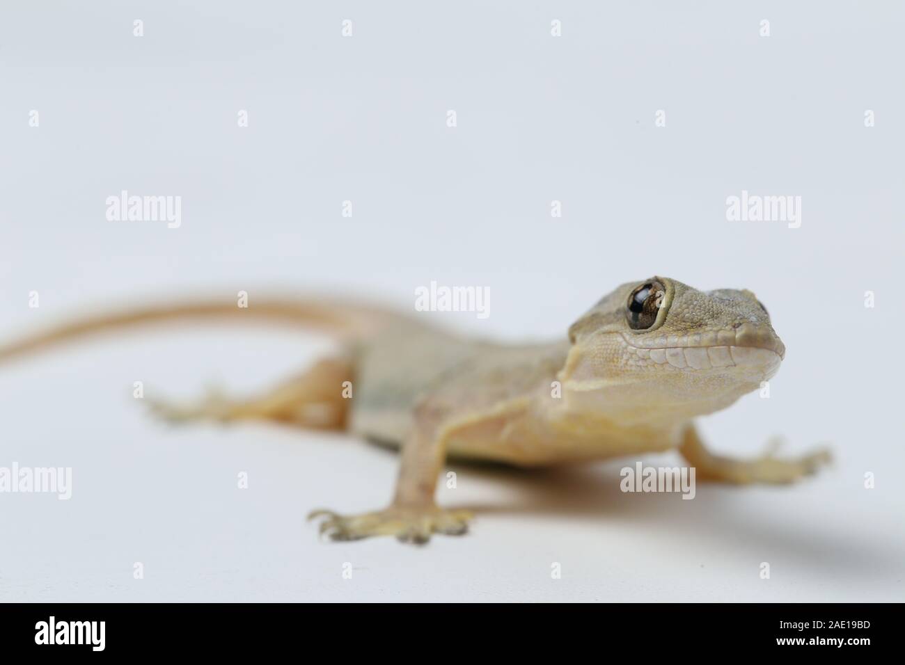 Asian House lizard (hemidactylus) or common gecko isolated on white ...