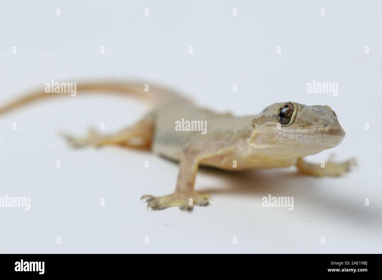 Asian House lizard (hemidactylus) or common gecko isolated on white ...